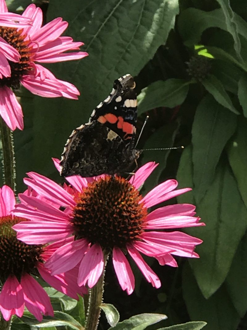Sommerfugler – Hagen gjennom året