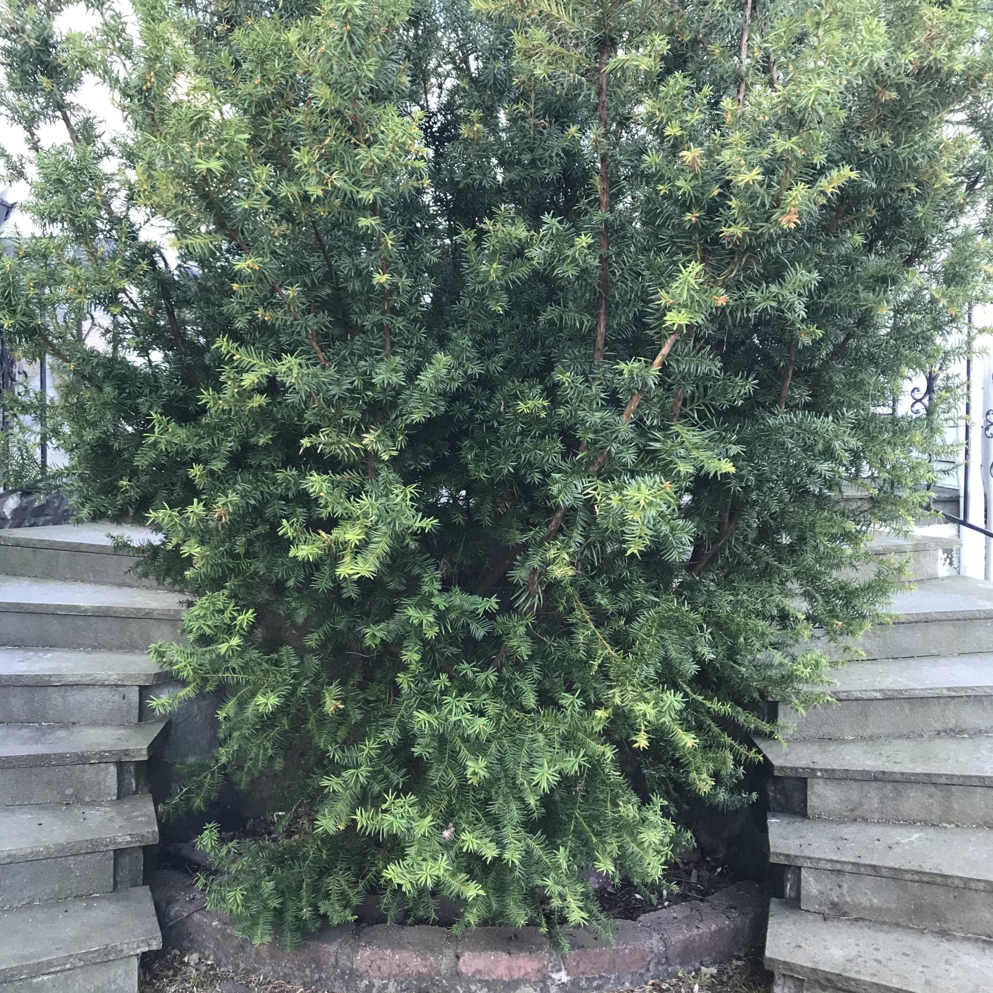 Busker og små trær – Hagen gjennom året